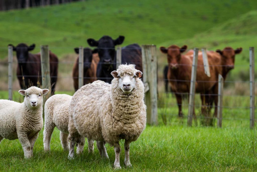 sheep - Greenmount Foods - Premium Vegetables, Stocks, Sauces & Meals