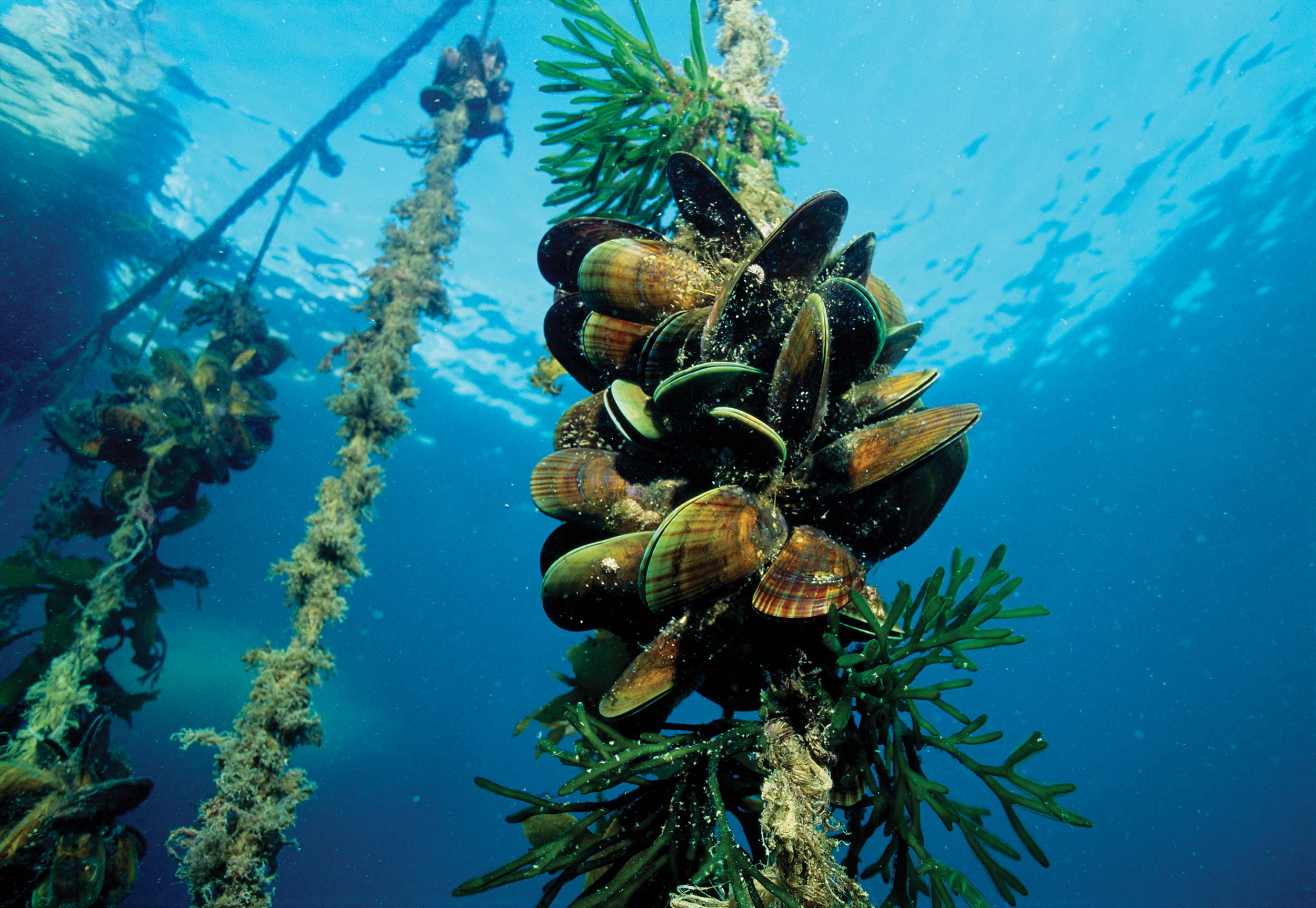 Home - Greenmount Foods - Premium Vegetables, Stocks, Sauces & Meals